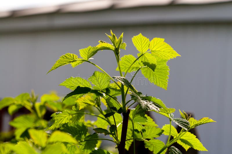 Raspberry Bush in Spring. Young Raspberry Leaves Against Sunlight Stock ...