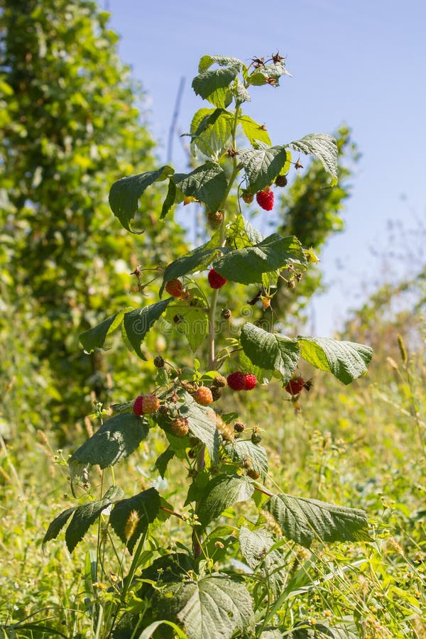 Raspberry bush stock photo. Image of farm, leaf, stem - 48580650