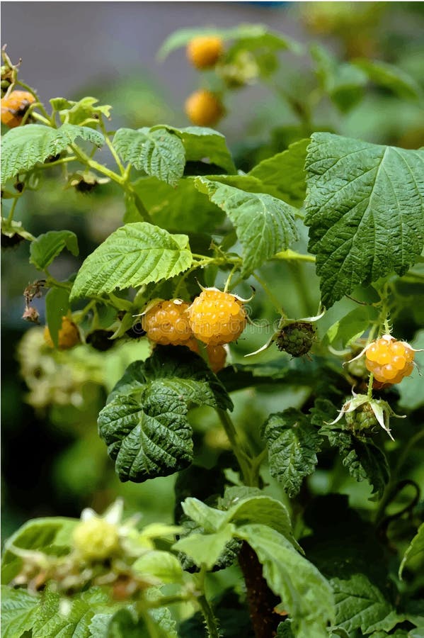 Raspberry bush. stock vector. Illustration of healthy - 160969672