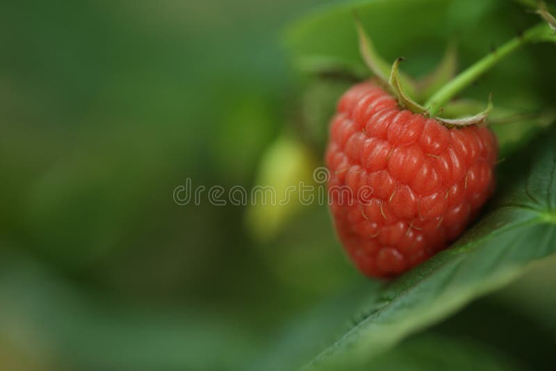 Raspberry Bush with Tasty Ripe Berry in Garden, Closeup Stock Photo ...