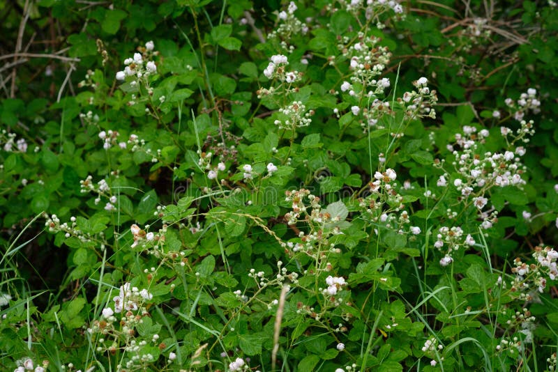 Raspberry Bush with White Flowers Stock Photo - Image of blossoming ...