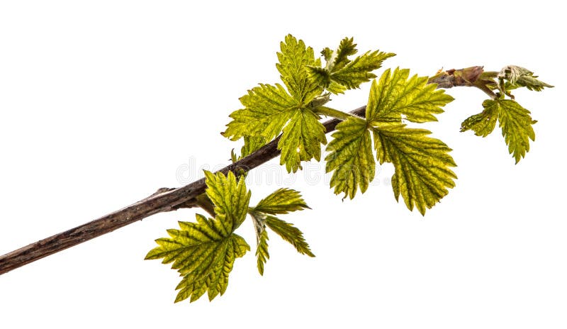 Raspberry Bush with Young Green Leaves. Isolated on White Stock Photo ...