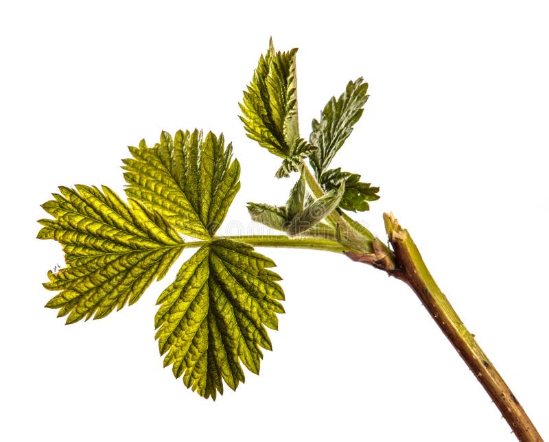 Raspberry Bush with Young Green Leaves. Isolated on White Stock Image ...