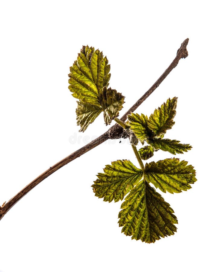 Raspberry Bush with Young Green Leaves. Isolated on White Stock Image ...