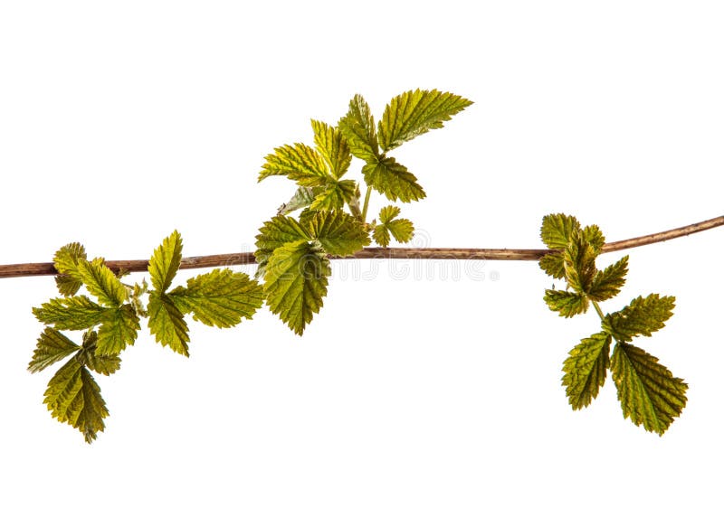 Raspberry Bush with Young Green Leaves. Isolated on White Stock Photo ...