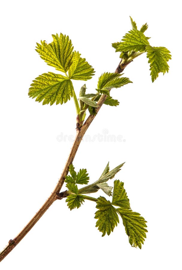 Raspberry Bush with Young Green Leaves. Isolated on White Stock Photo ...