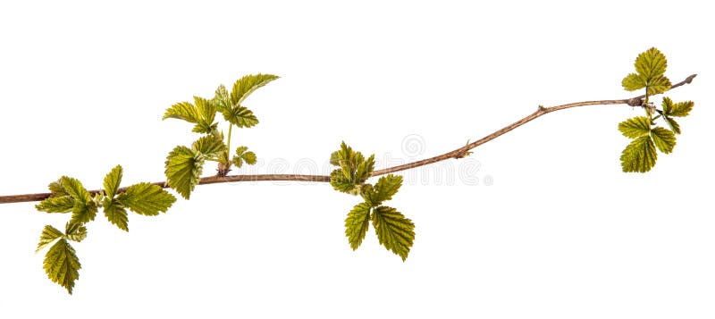 Raspberry Bush with Young Green Leaves. Isolated on White Stock Photo ...