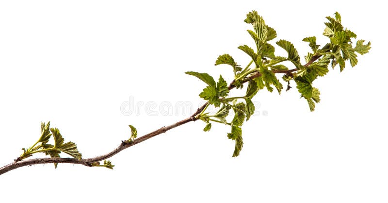Raspberry Bush with Young Green Leaves. Isolated on White Stock Image ...