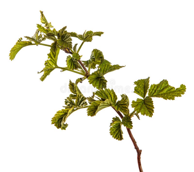 Raspberry Bush with Young Green Leaves. Isolated on White Stock Image ...