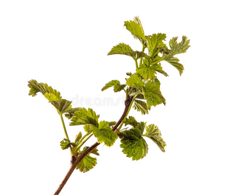 Raspberry Bush with Young Green Leaves. Isolated on White Stock Image ...