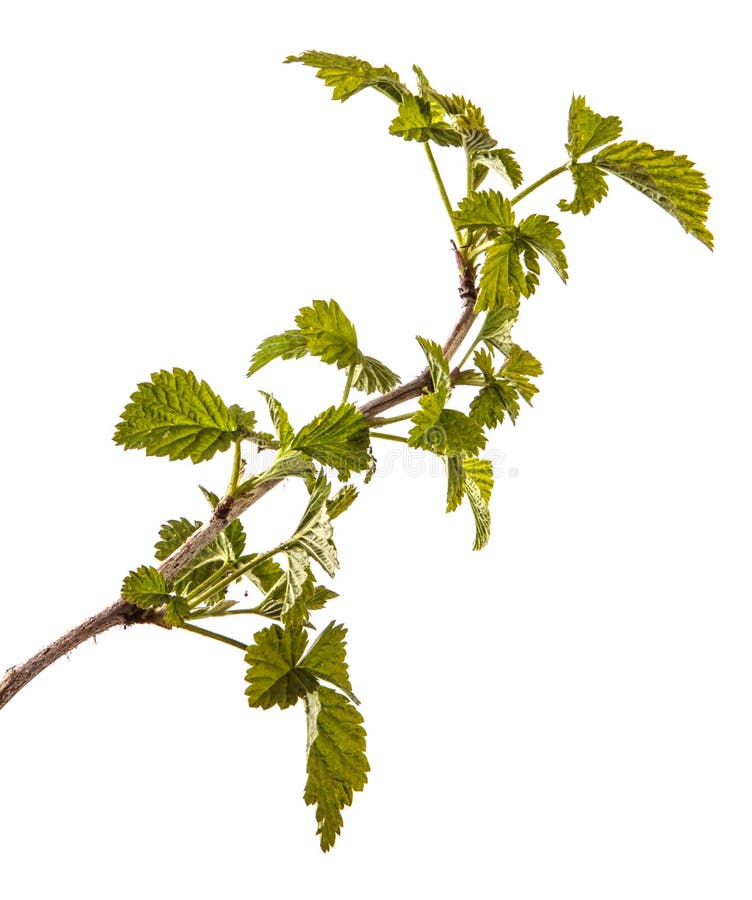 Raspberry Bush with Young Green Leaves. Isolated on White Stock Image ...