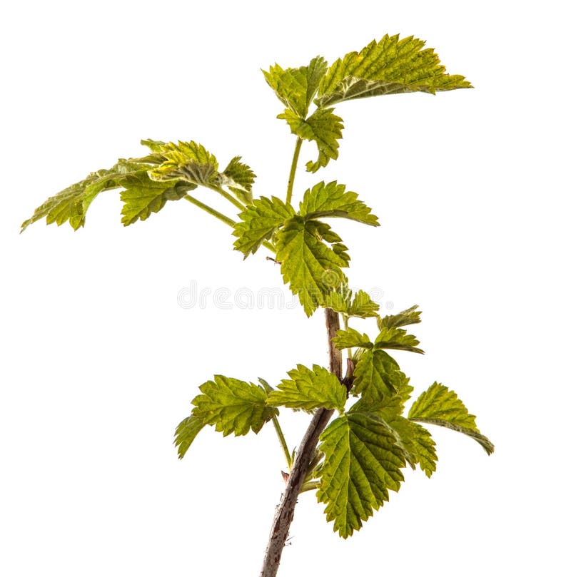 Raspberry Bush with Young Green Leaves. Isolated on White Stock Photo ...