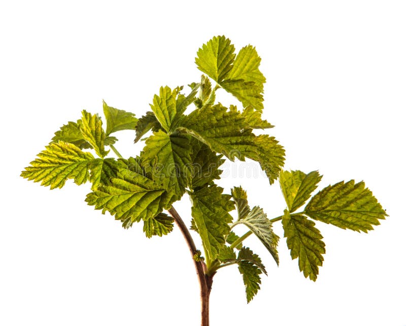 Raspberry Bush with Young Green Leaves. Isolated on White Stock Photo ...