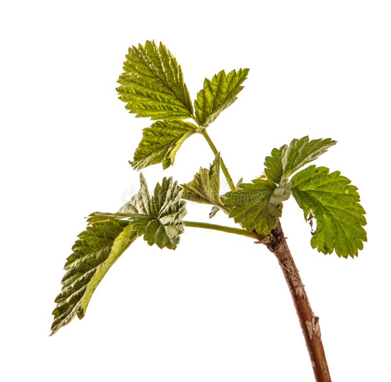 Raspberry Bush with Young Green Leaves. Isolated on White Stock Photo ...