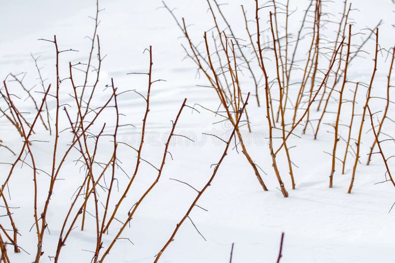 Raspberry Bushes in the Garden in Winter Under the Cover of Snow ...