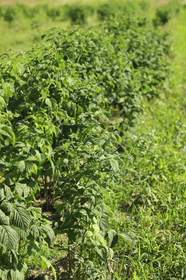 Raspberry Bushes with Green Leaves Growing Outdoors Stock Image - Image ...