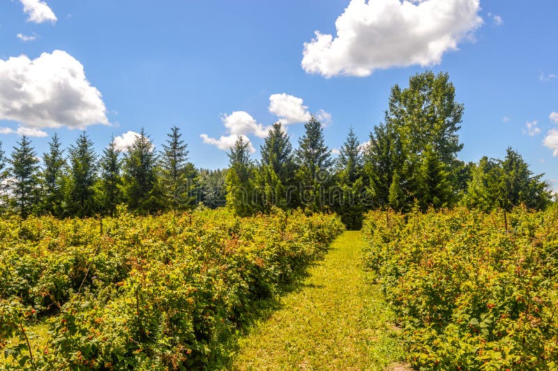 Raspberry bushes stock image. Image of forest, bush, abundance - 74519349