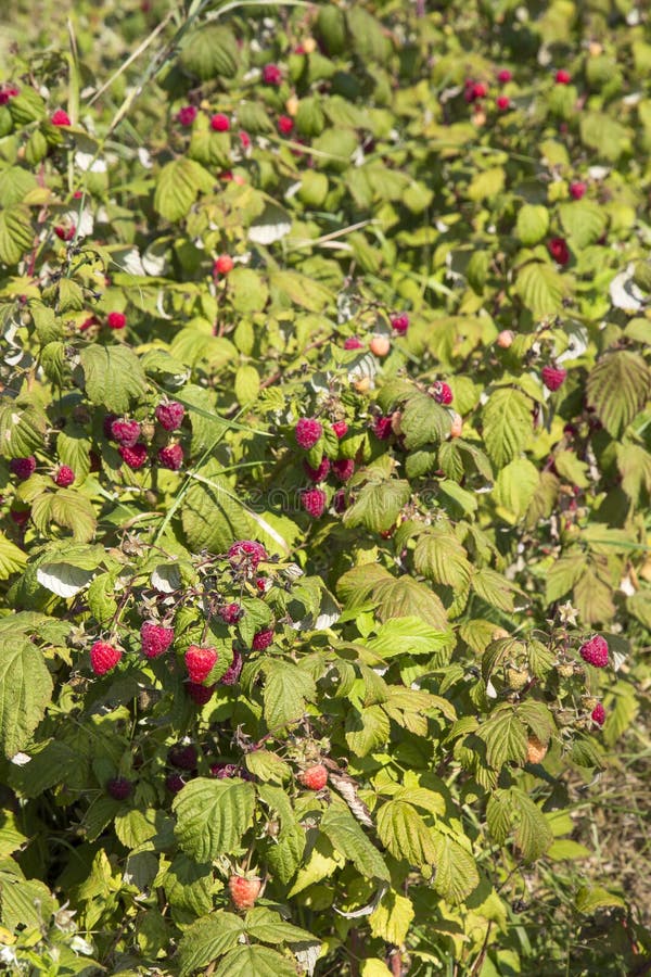 Raspberry stock image. Image of field, nature, food, bush - 87280367