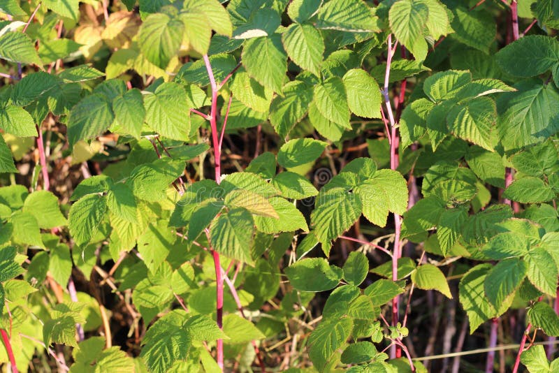 Raspberry Bushes in the Setting Sun Stock Photo - Image of decoration ...