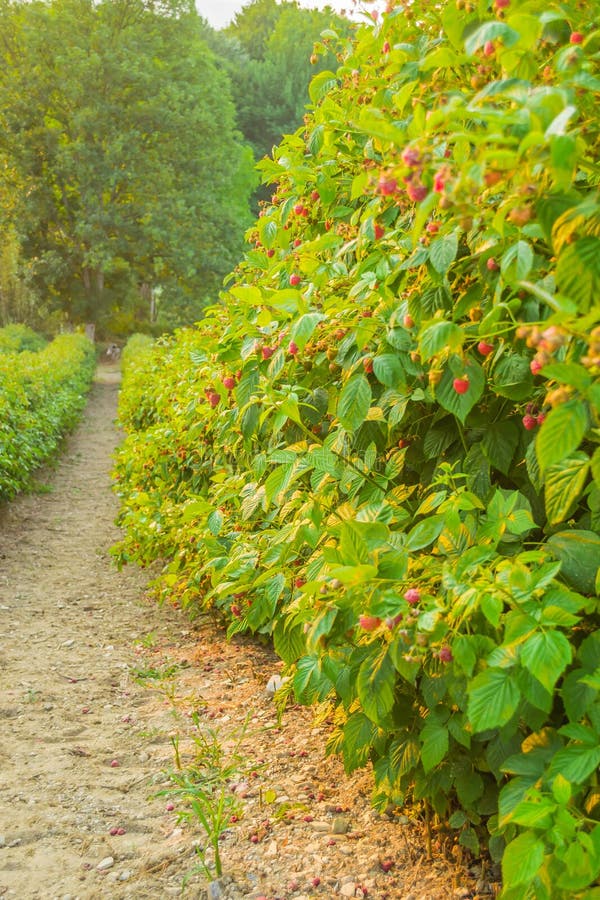 Raspberry Bushes in Two Lines. Stock Image - Image of foods ...