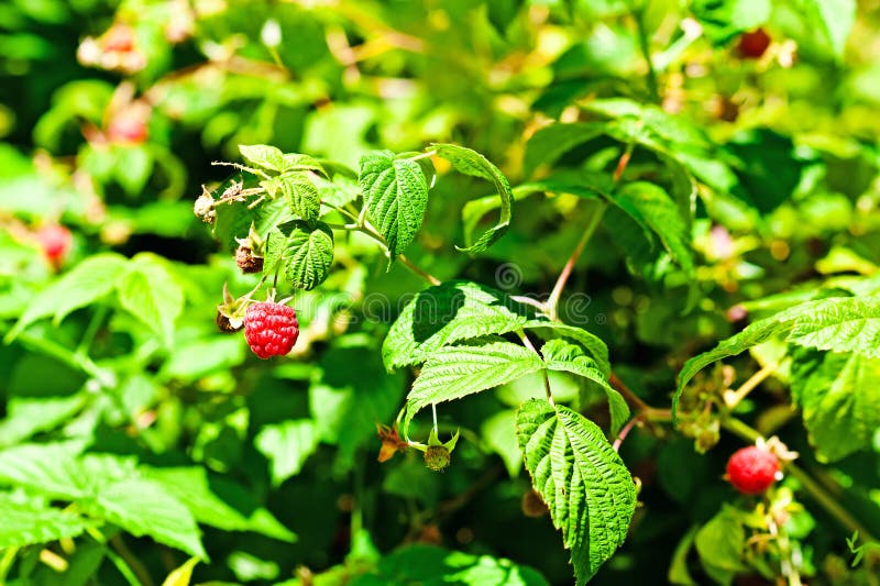 Raspberry cane stock image. Image of hold, berry, green - 25639739