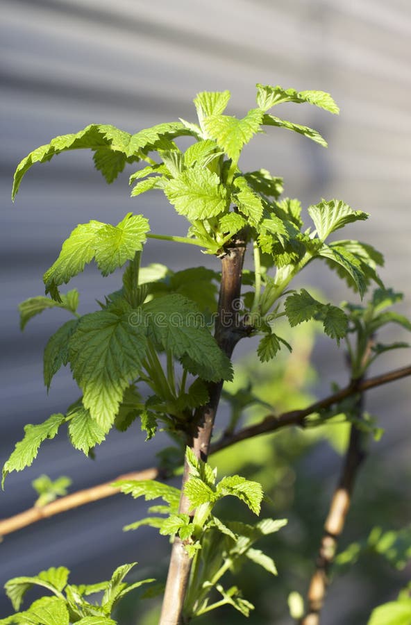 Raspberry cane stock photo. Image of branch, background - 53967420