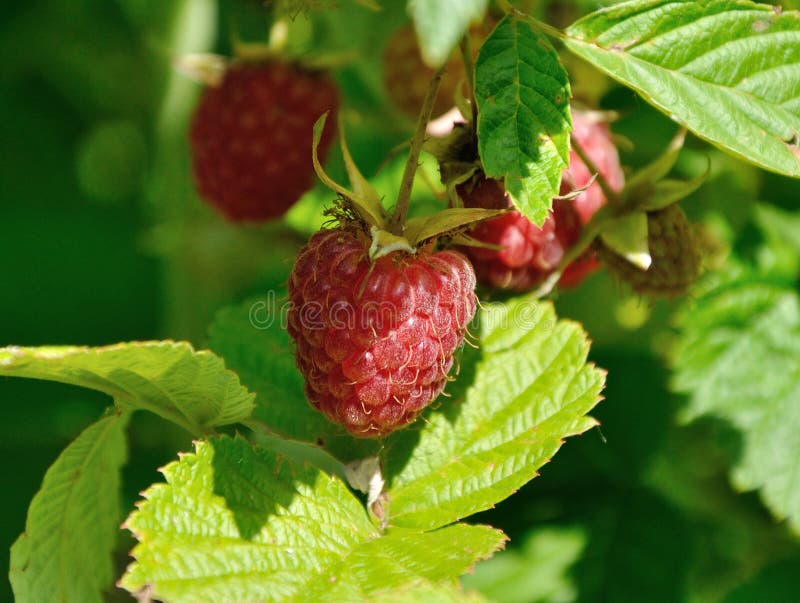 Raspberry on a Cane in Sunlight Stock Image - Image of raspberries ...