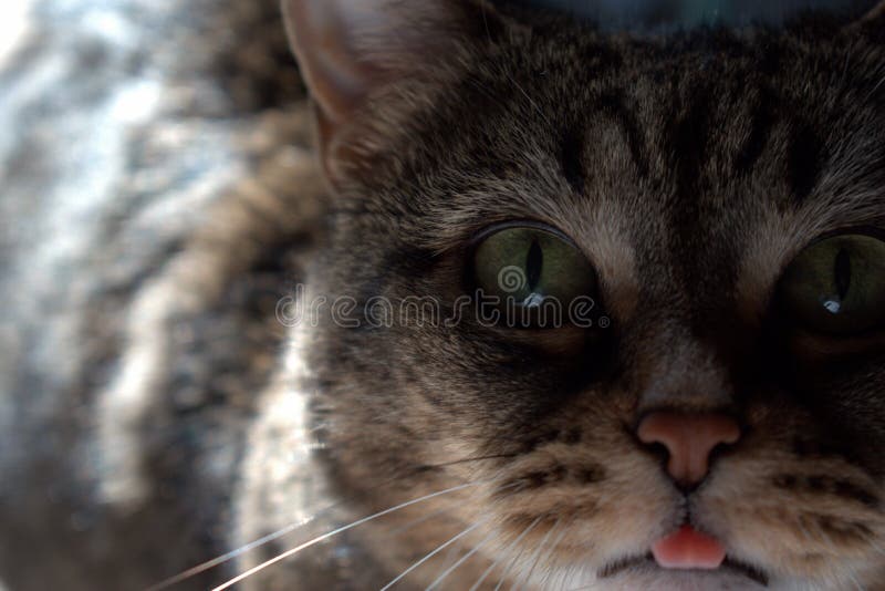 Raspberry Cat stock image. Image of blows, whiskers, catus - 87361701