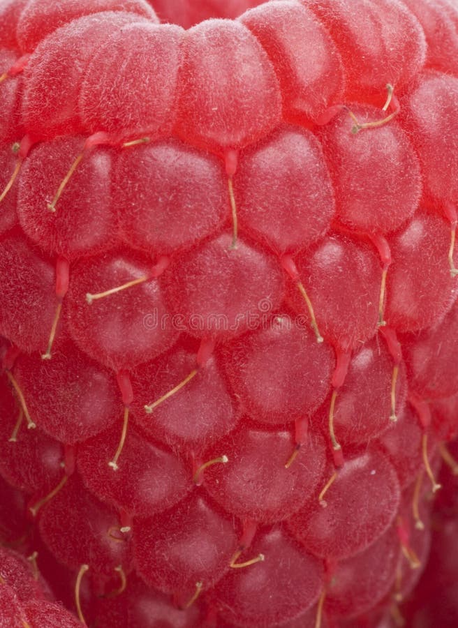 Raspberry close up stock photo. Image of raspberries - 13388172