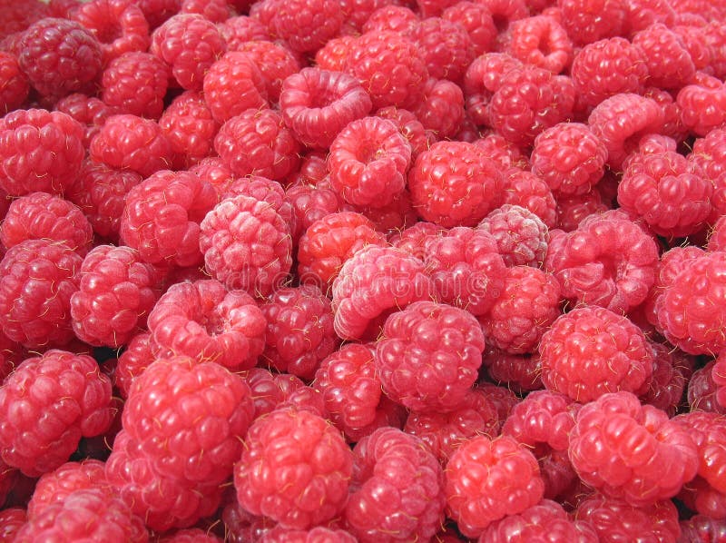 Raspberry. Close up stock image. Image of macro, berries - 20605519
