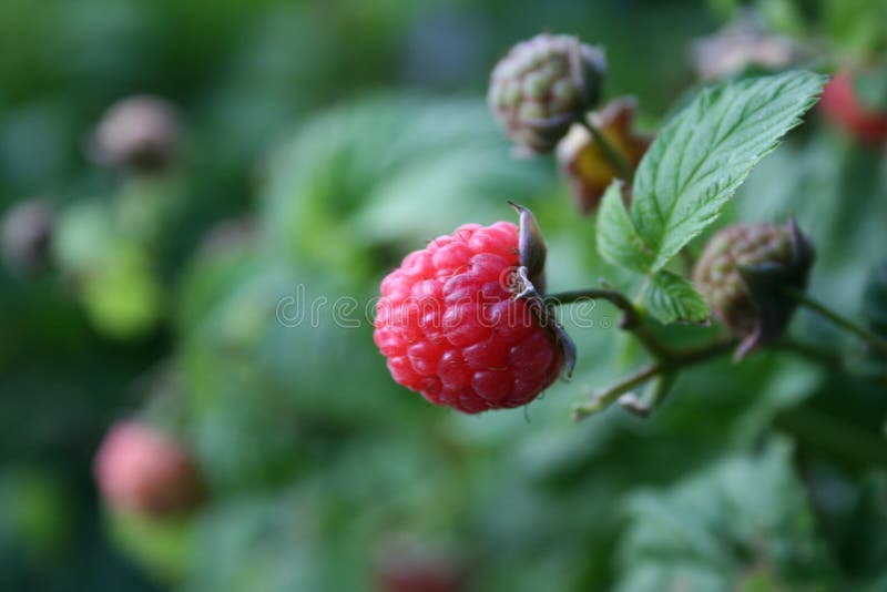 Raspberry close up stock photo. Image of sweet, berries - 7014386