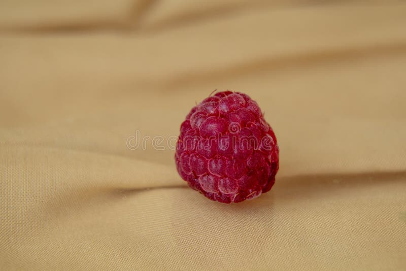 Raspberry close-up stock photo. Image of flora, macro - 198144482