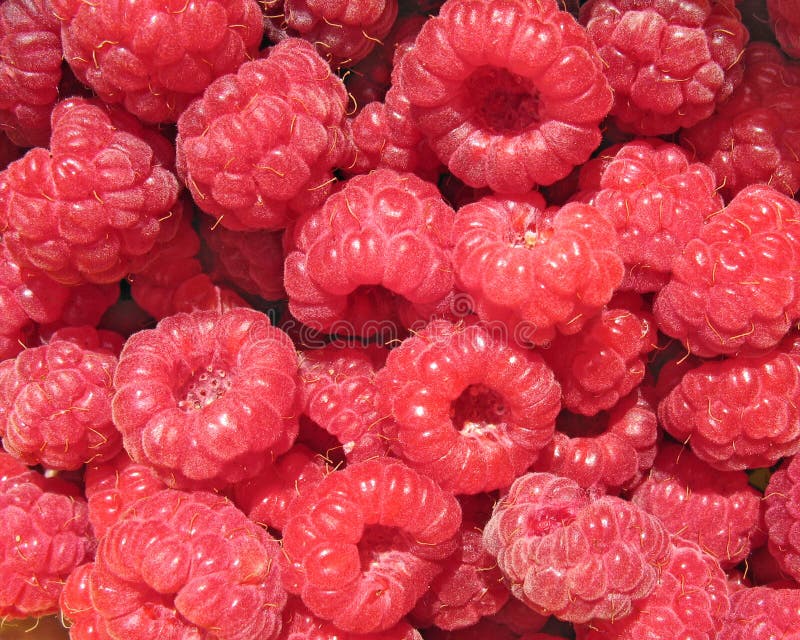 Raspberry Close Up - Berry Background Stock Photo - Image of appetizing ...