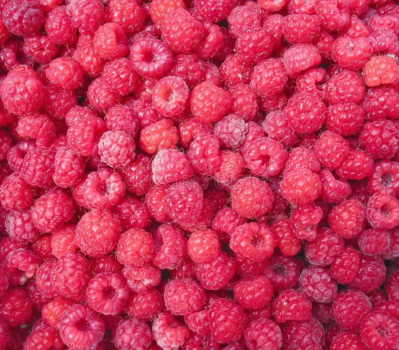 Raspberry Close Up - Berry Background Stock Photo - Image of food ...