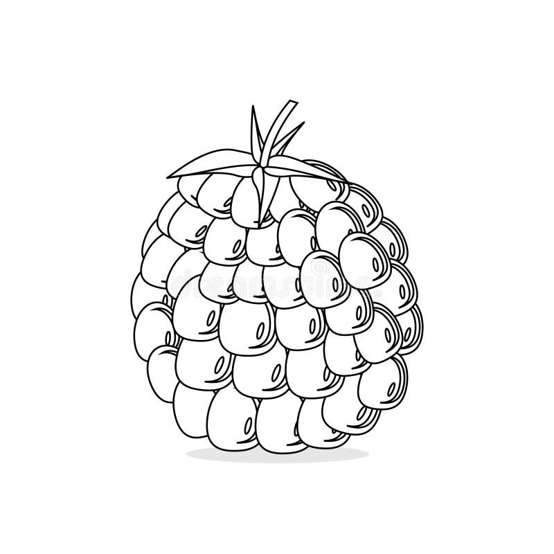 Raspberry Close Up Stock Illustrations – 2,164 Raspberry Close Up Stock ...
