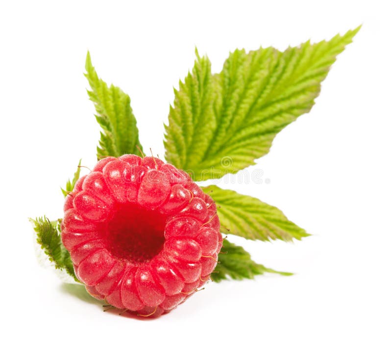 Raspberry fruit stock photo. Image of berry, ingredient - 21923524