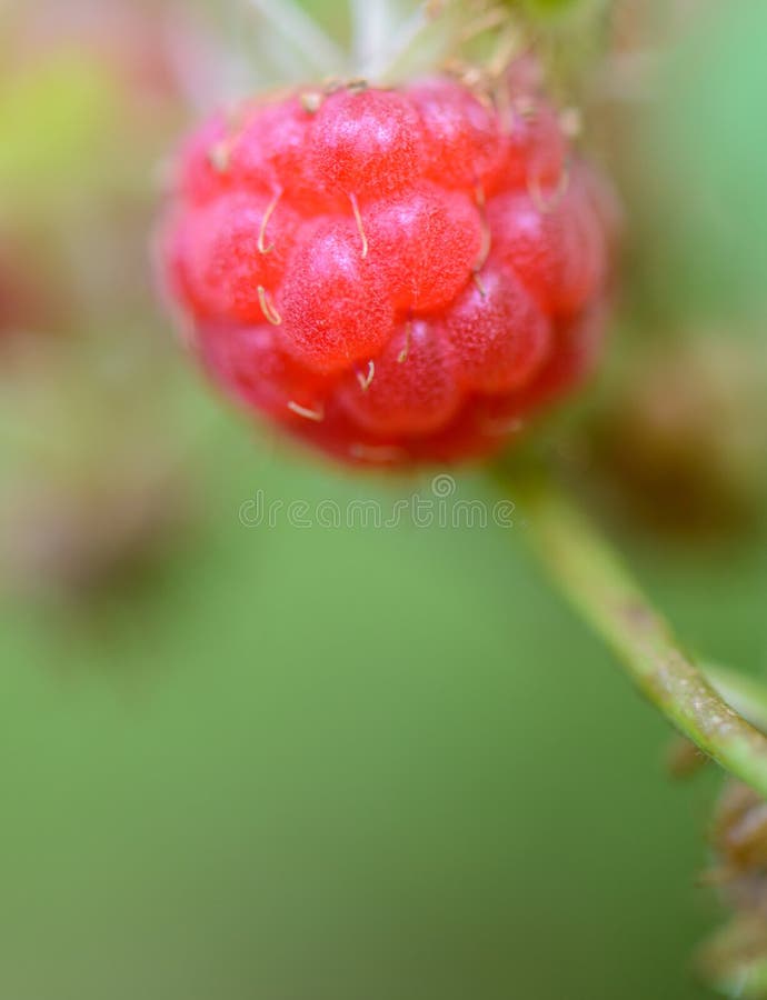Raspberry close-up stock image. Image of natural, healthy - 32457529