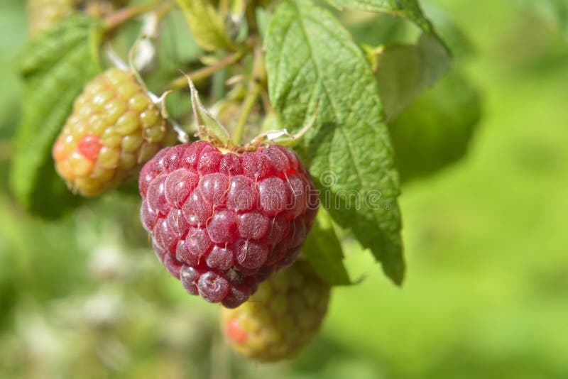Raspberry stock image. Image of group, ripe, growing - 80542197