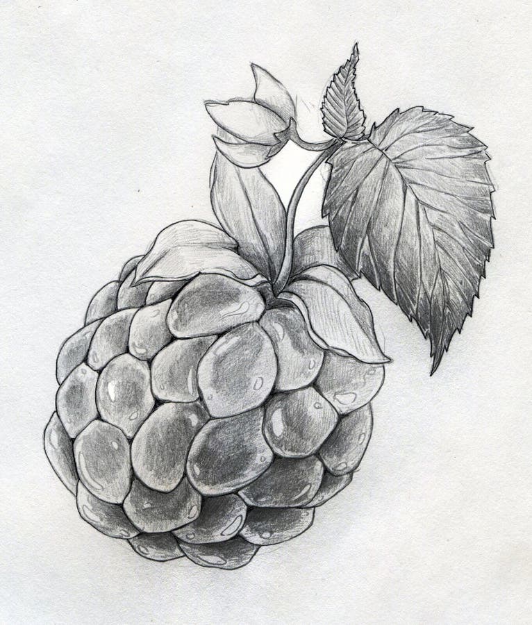 Raspberry close up sketch stock illustration. Illustration of ...