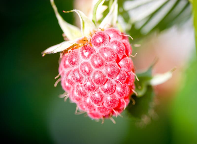 Raspberry Closeup. Isolated on Stock Image - Image of leaf, group: 13200427
