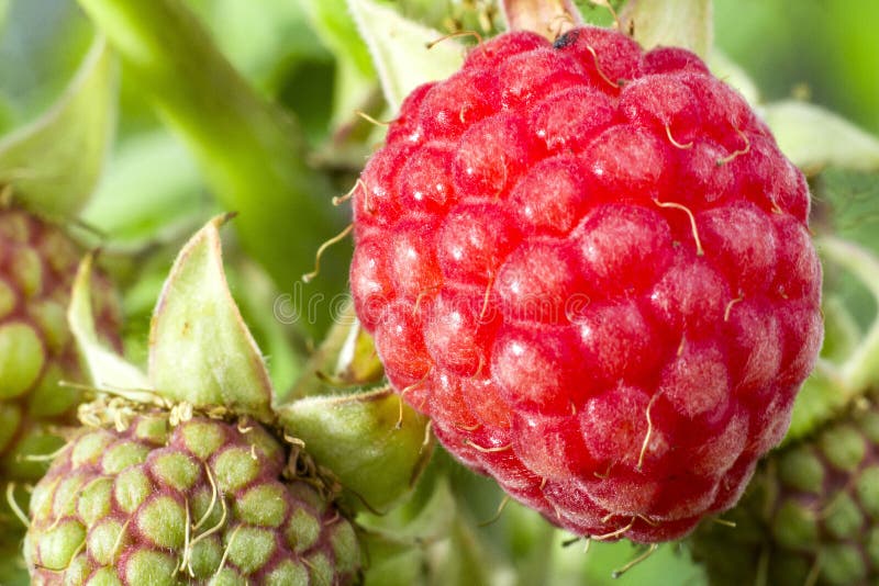 Raspberry Closeup Raspberry Closeup Stock Photo - Image of berry ...