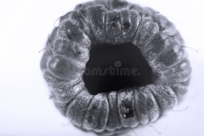 Raspberry closeup stock photo. Image of healthy, food - 44815406