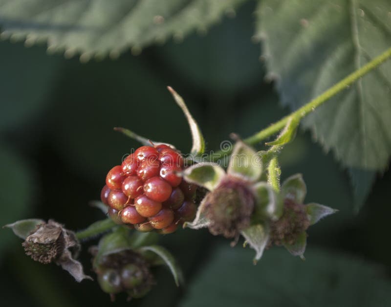 Raspberry stock photo. Image of fruity, clusters, thorny - 103075340