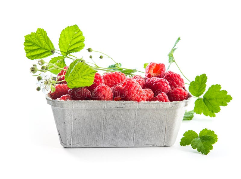 Raspberry container stock image. Image of fruit, calorie - 55595647