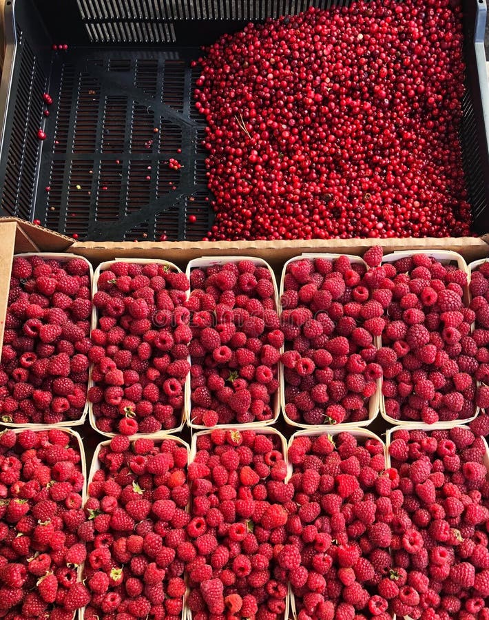 Raspberry and Cranberry on the Market in Season Stock Photo - Image of ...