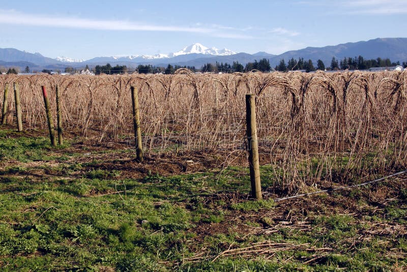 Raspberry Crop and Mount Baker Stock Photo - Image of america, pacific ...