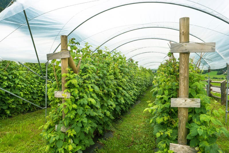 Raspberry cultivation stock photo. Image of food, natural - 76121438