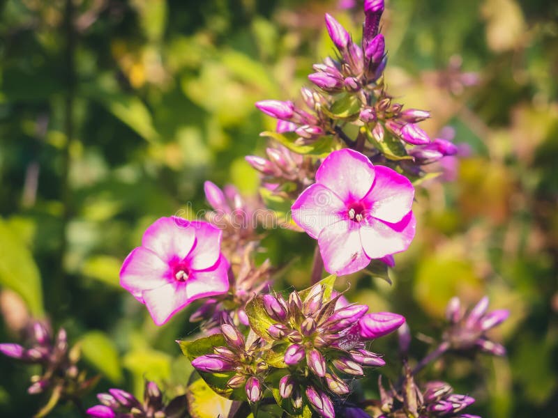 Raspberry Delphinium with Lots of Buds Stock Image - Image of flower ...