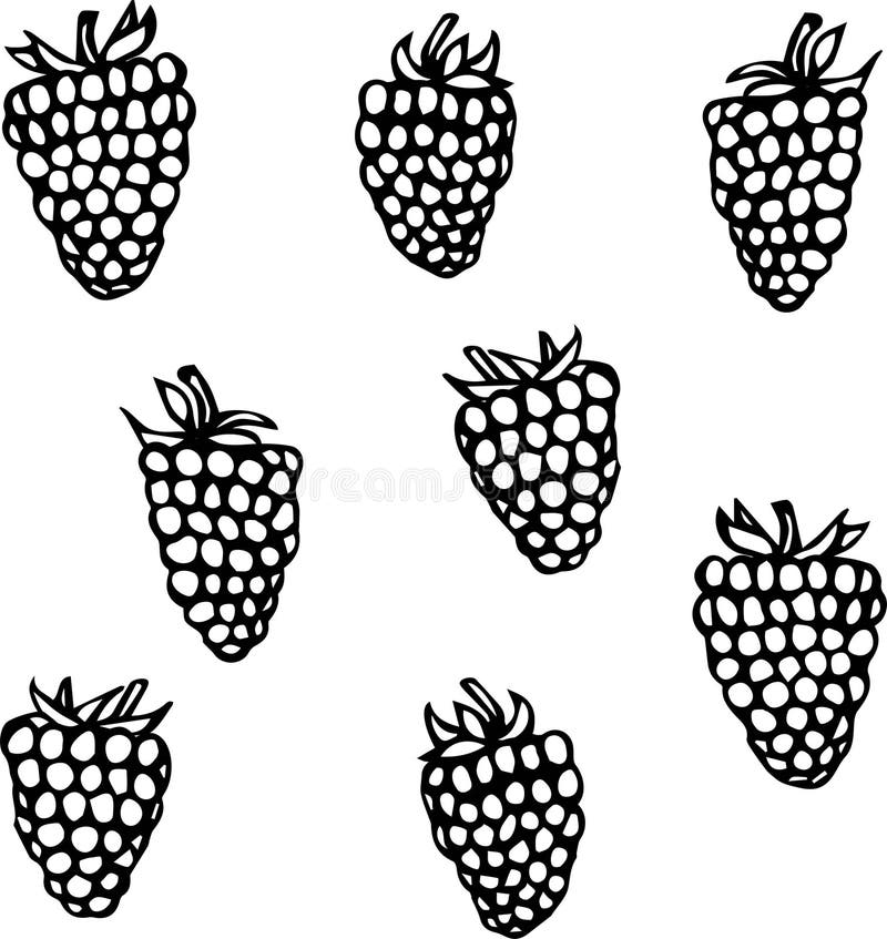 Raspberry Doodle Style Vector Sketch, Isolated on White Background ...