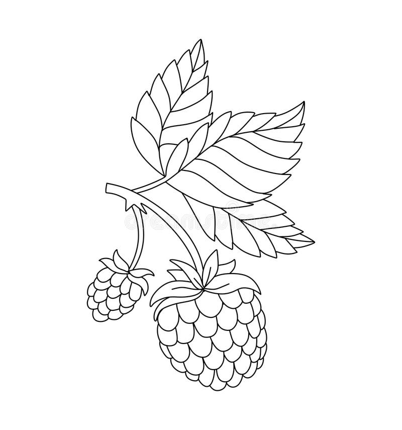 Raspberry Coloring Stock Illustrations – 478 Raspberry Coloring Stock ...